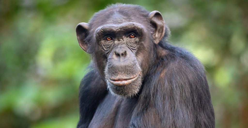 Famous Tool-Using Chimp 'Rips 8-Month-Old Girl From Her Mother's Arms ...
