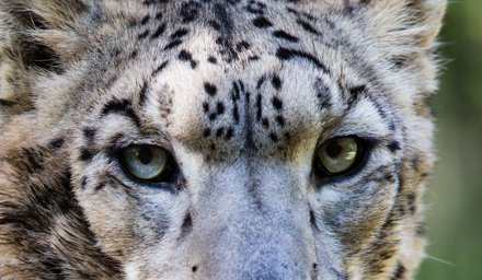 People Left Stumped After Trying To Spot The Snow Leopard In Stunning ...