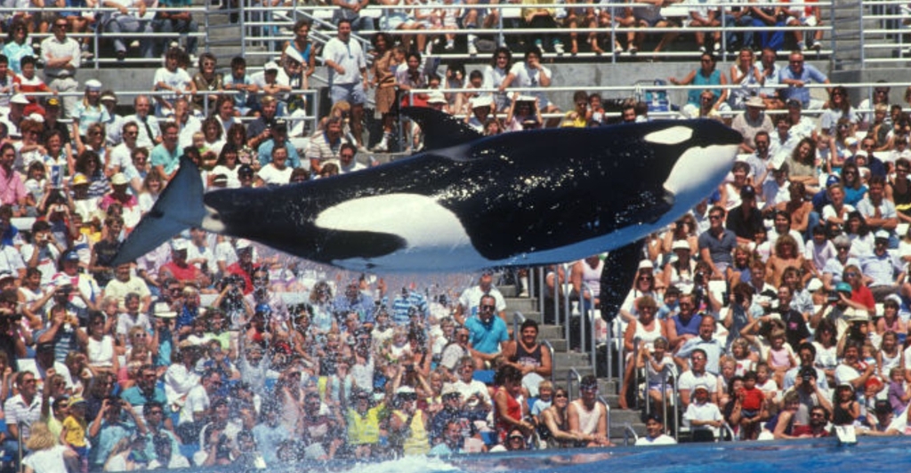 Haunting final moments of SeaWorld trainer before tragic death after ...
